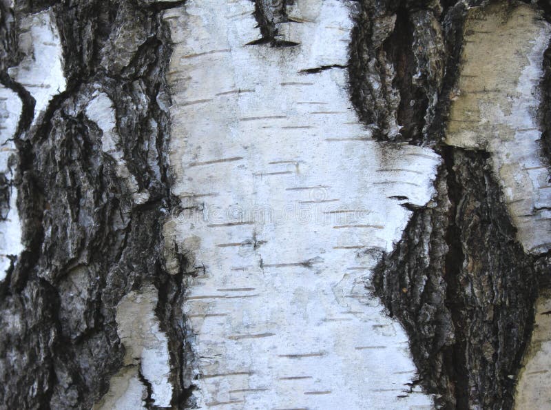 Birch Bark Texture Natural Background Paper Close-up Stock Photo ...