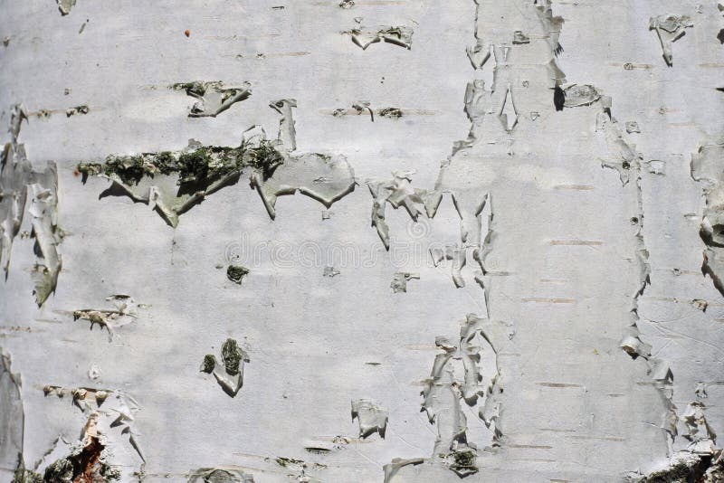Birch Bark Texture Natural Background Paper Close-up Stock Photo ...