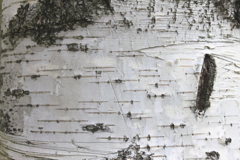 Birch Bark Texture Natural Background Paper Close-up Stock Photo ...