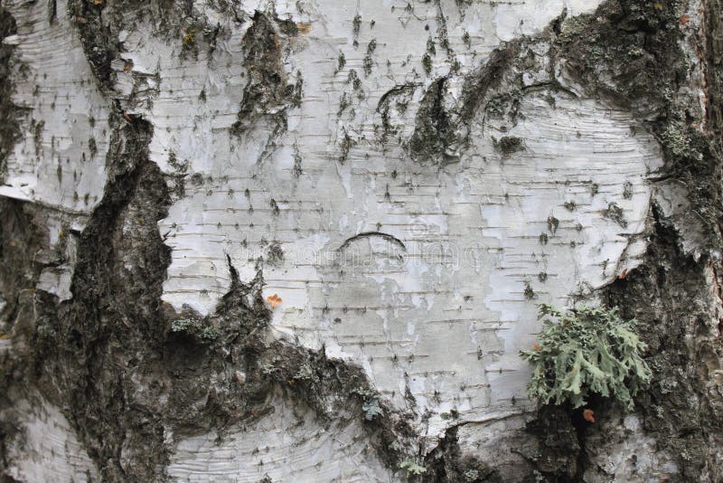 Birch Bark Texture Natural Background Paper Close-up Stock Image ...