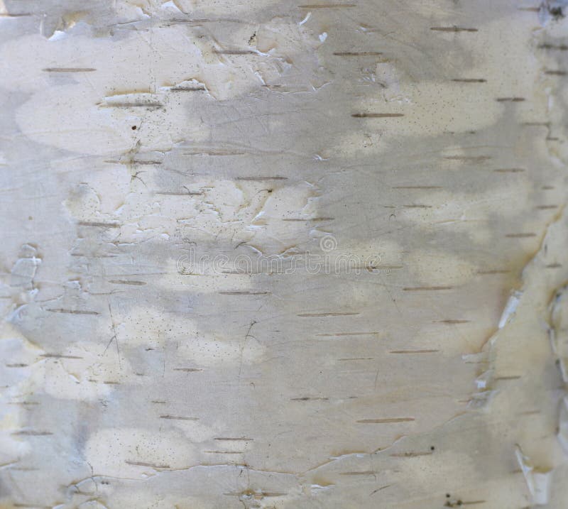 Birch Bark Texture Natural Background Paper Close-up Stock Photo ...