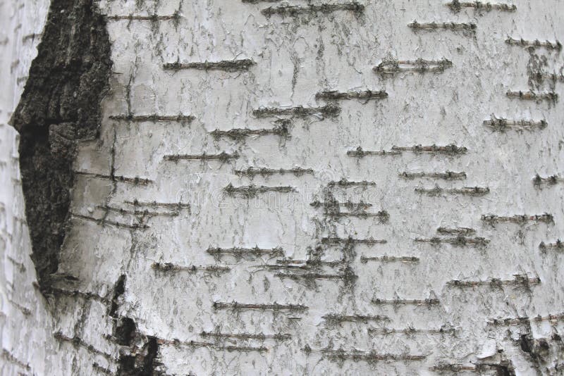 Birch Bark Texture Natural Background Paper Close-up Stock Image ...