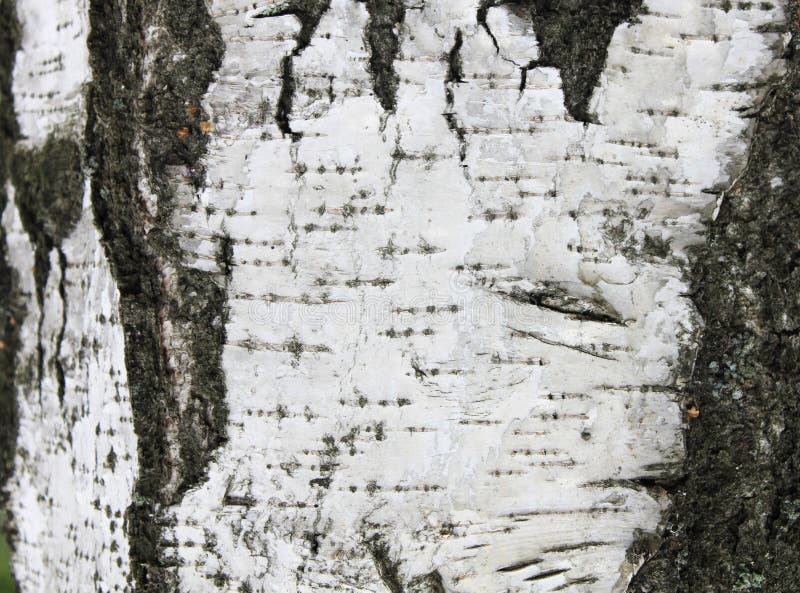 Birch Bark Texture Natural Background Paper Close-up Stock Photo ...
