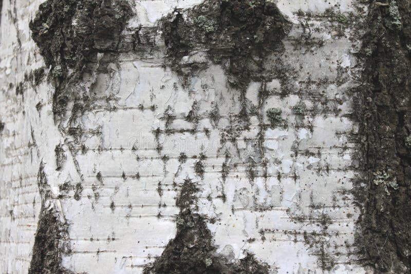 Birch Bark Texture Natural Background Paper Close-up Stock Photo ...