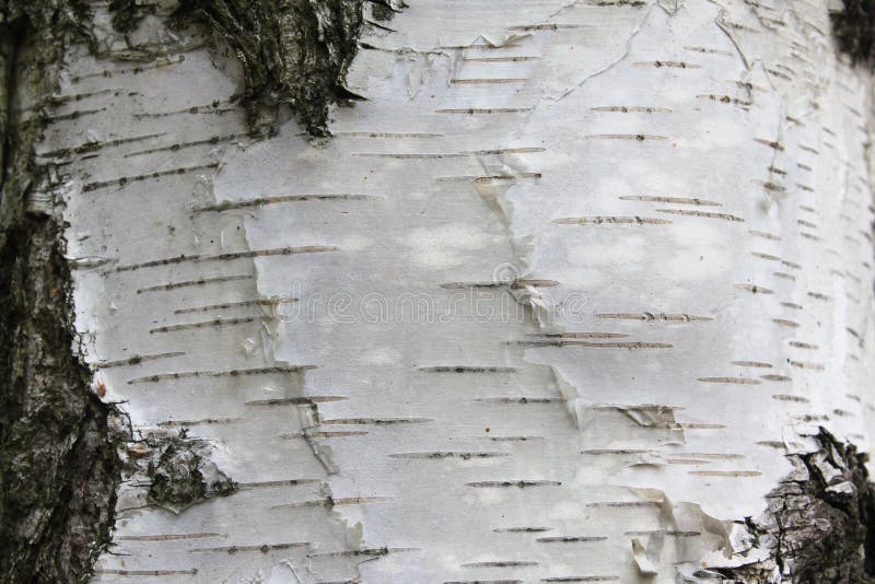 Birch Bark Texture Natural Background Paper Close-up Stock Photo ...