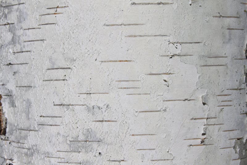 Birch Bark Texture Natural Background Paper Close-up Stock Photo ...