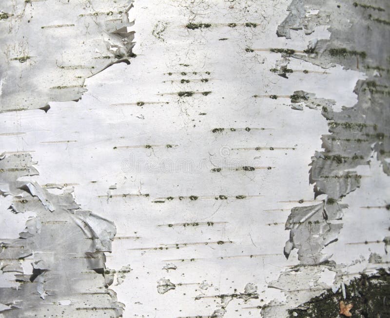 Birch Bark Texture Natural Background Paper Close-up Stock Photo ...