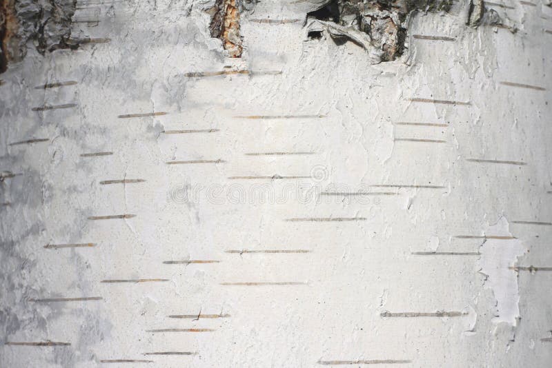 Birch Bark Texture Natural Background Paper Close-up Stock Photo ...