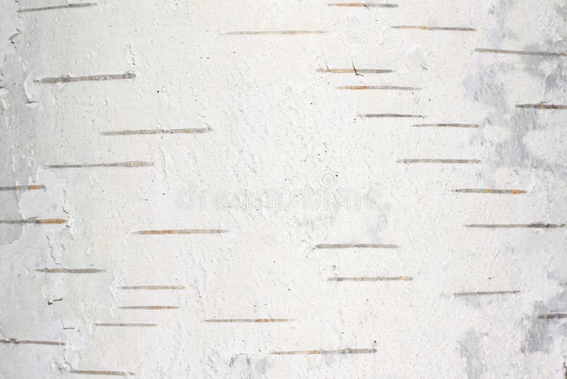 Birch Bark Texture Natural Background Paper Close-up Stock Photo ...