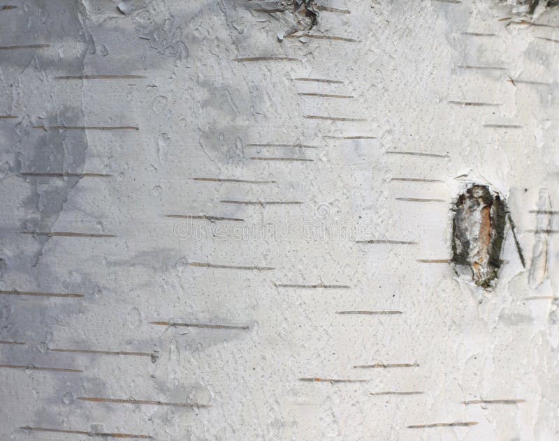 Birch Bark Texture Natural Background Paper Close-up Stock Photo ...