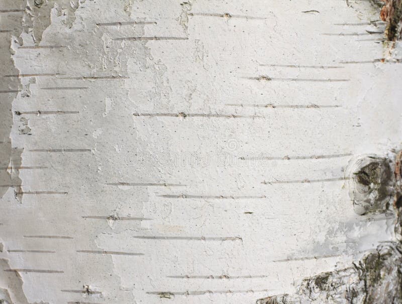 Birch Bark Texture Natural Background Paper Close Stock Image - Image ...