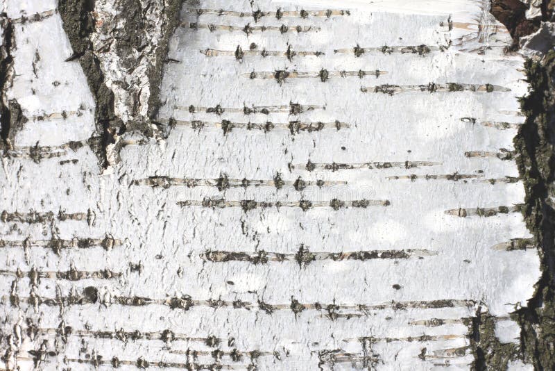 Birch Bark Texture Natural Background Paper Close Stock Image - Image ...