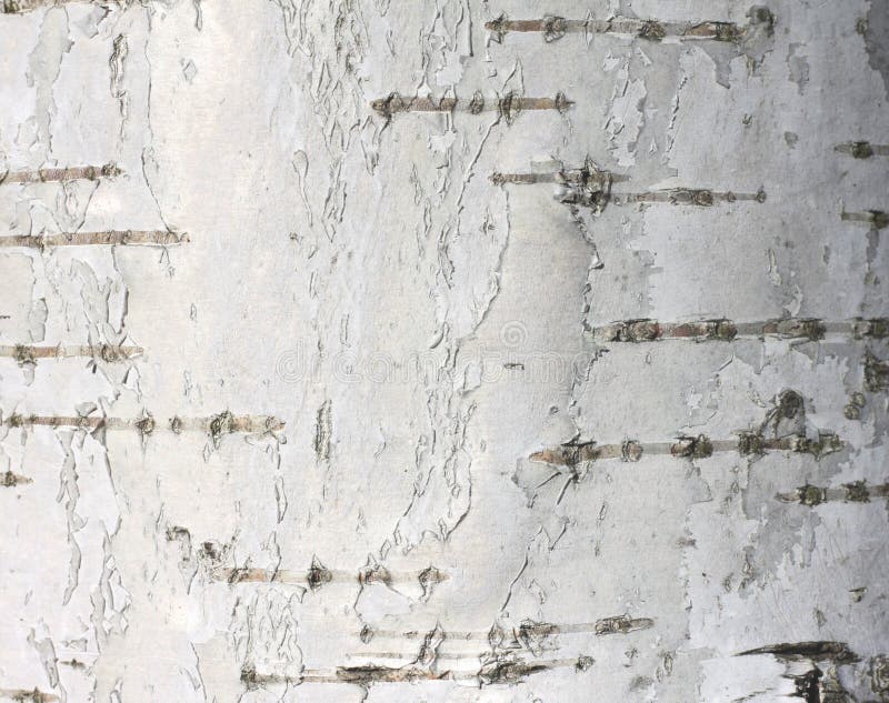 Birch Bark Texture Natural Background Paper Close-up / Birch Tree Wood ...