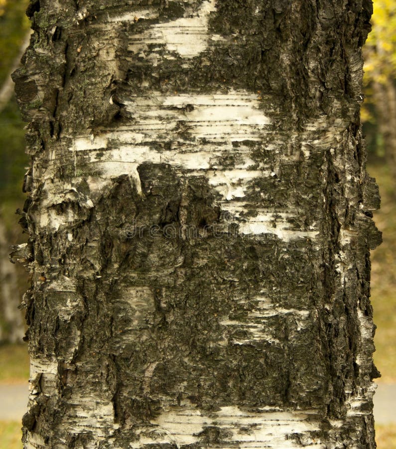 Birch Bark Texture Natural Background Paper Close-up / Birch Tree Wood ...
