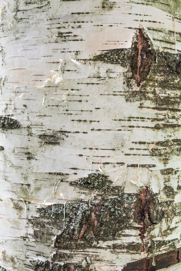 Birch bark stock photo. Image of design, macro, nature - 95601938