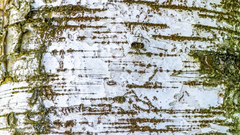 Birch Bark Texture with Natural Patterns and Details Stock Image ...