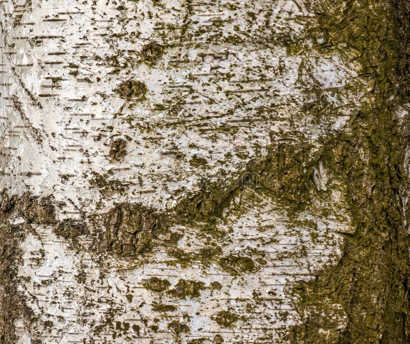 Birch Bark Texture. the Texture of the Birch Bark. Birch Bark ...