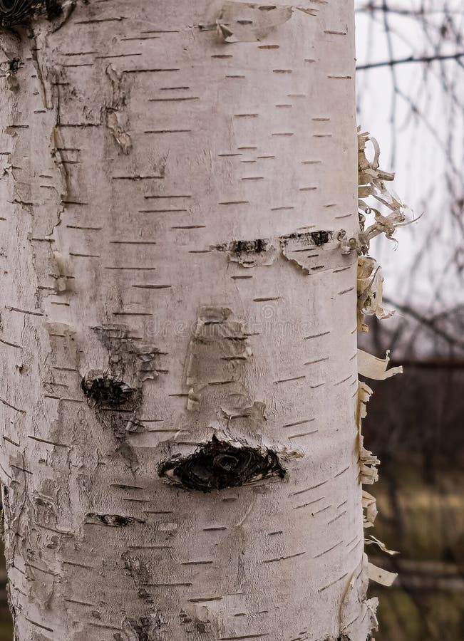 Birch Bark Texture. the Texture of the Birch Bark. Birch Bark ...