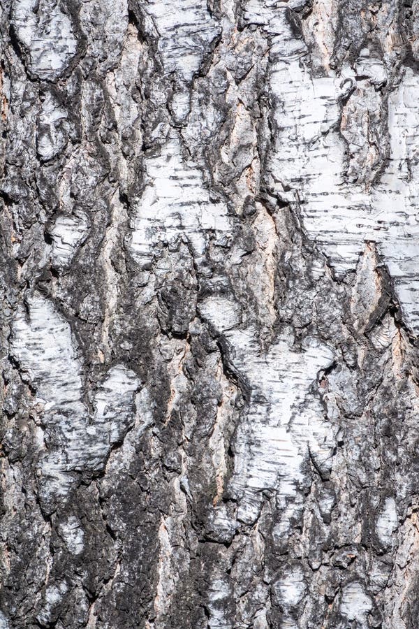 The Texture of the Birch Bark. Birch Bark Background Stock Photo ...
