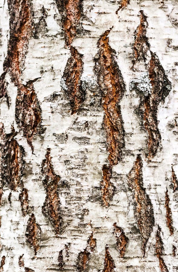 Birch bark stock image. Image of wooden, closeup, bole - 63414823