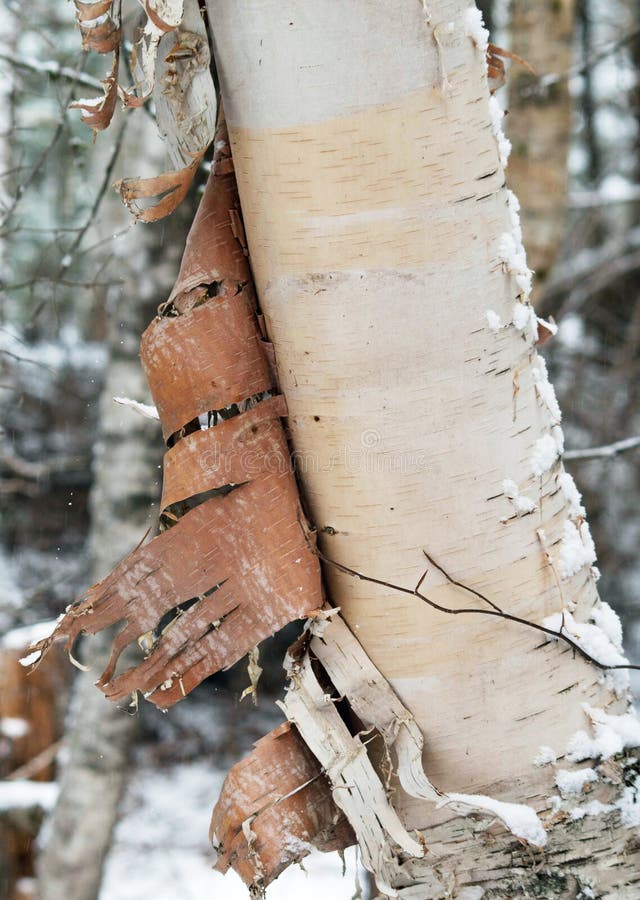 Birch Bark on a Tree in the Winter Stock Photo - Image of pattern, surface: 371748114