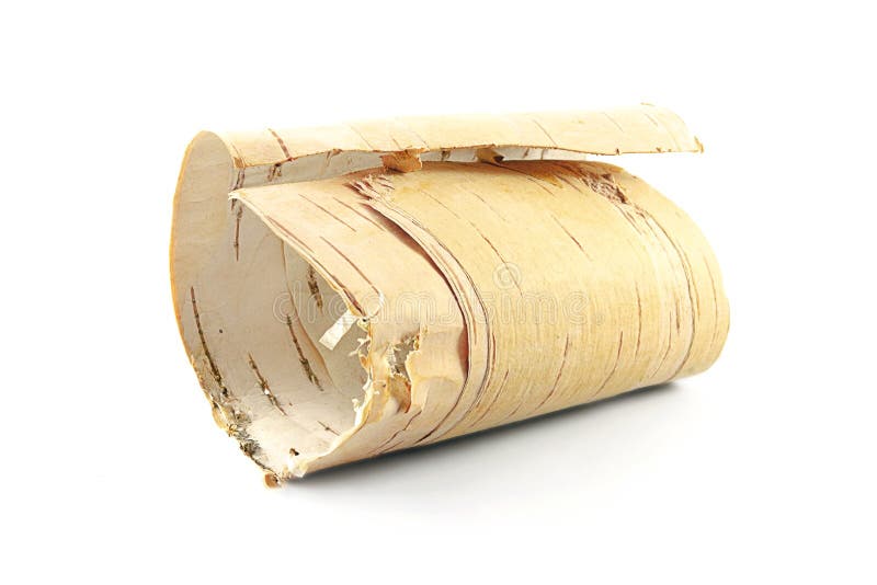 Roll of Birch Tree Bark Viewed from the Inside Stock Photo - Image of ...