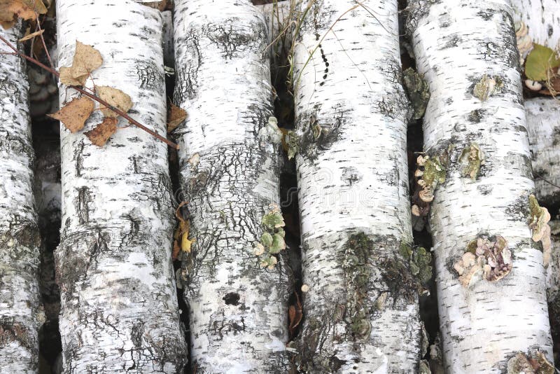 Pattern of Birch Bark with Black Birch Stripes on White Birch Bark and ...