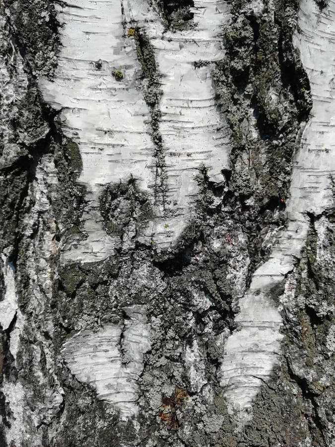 Birch, a Beautiful Russian Tree in Paints Stock Photo - Image of plant ...