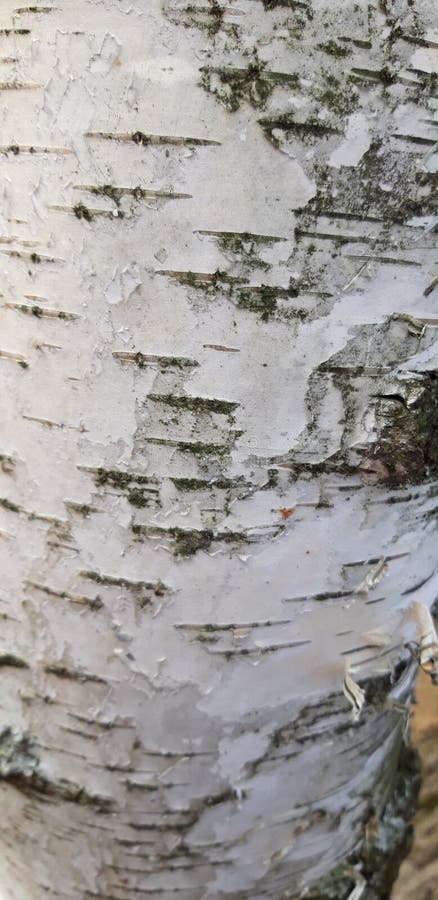 Birch stock photo. Image of birch, trees, color, paint - 162324122