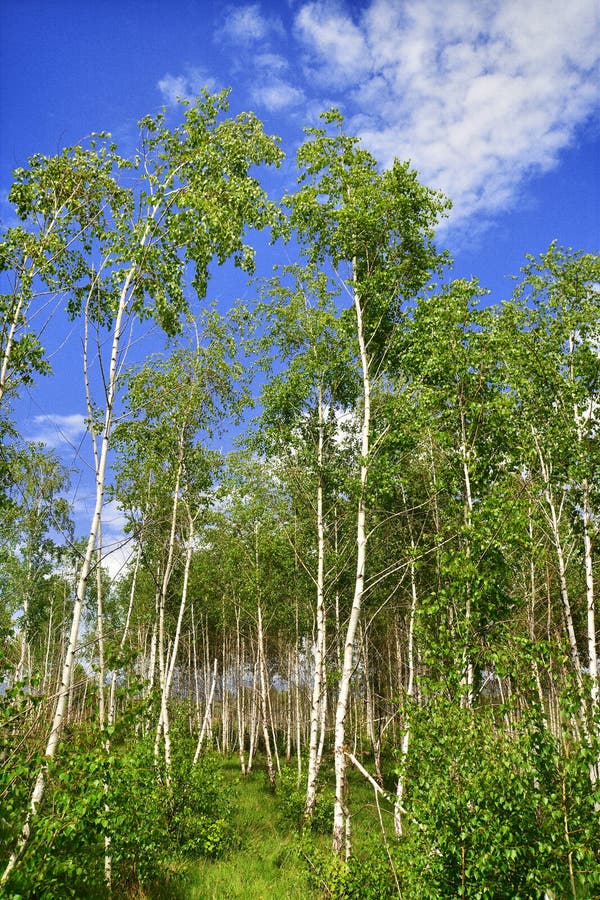 Birch stock image. Image of scenic, park, scene, trunks - 57564811