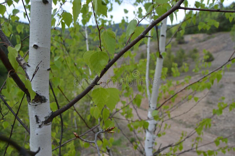 Birch and birch stock image. Image of asphalt, wonderful - 70909411