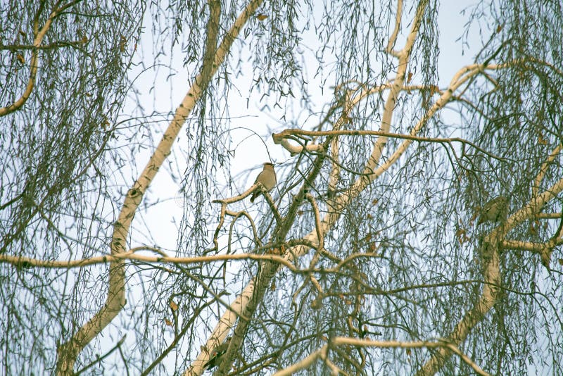 Birds On The Autumn Birch Tree Branches. Stock Image - Image of yellow ...