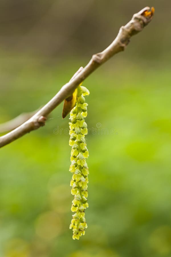 Birch blossom stock photo. Image of blossom, birch, closeup - 94863530