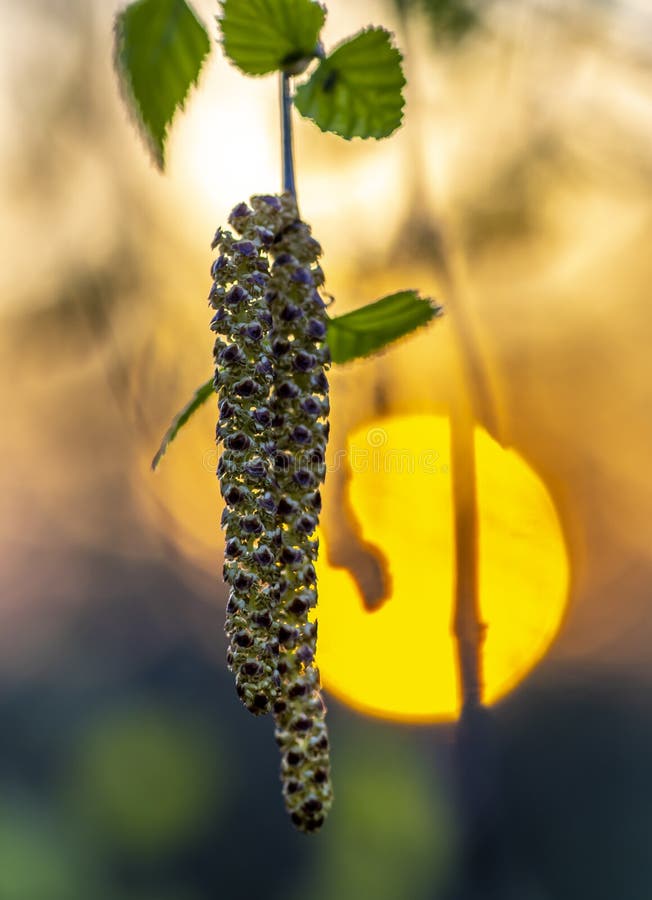 Birch Blossom, Inflorescence Close-up on the Background of the Orange ...