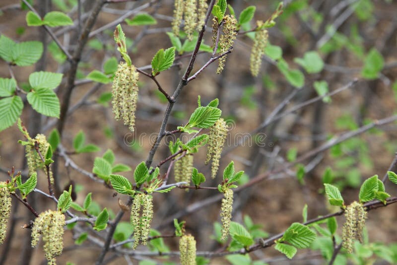 Birch blossom stock photo. Image of earring, green, botanical - 218822778