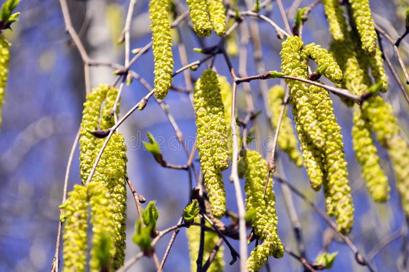 Birch blossoms stock image. Image of park, botany, outdoor - 29680267