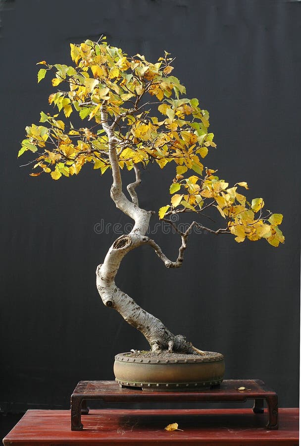Birch bonsai in fall color stock photo. Image of yellow - 1585936