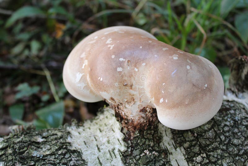 Birch bracket on a tree stock image. Image of nature - 134306217