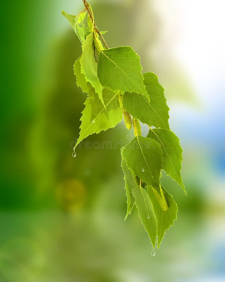 Birch branch stock photo. Image of freshness, grass, foliage - 14501224