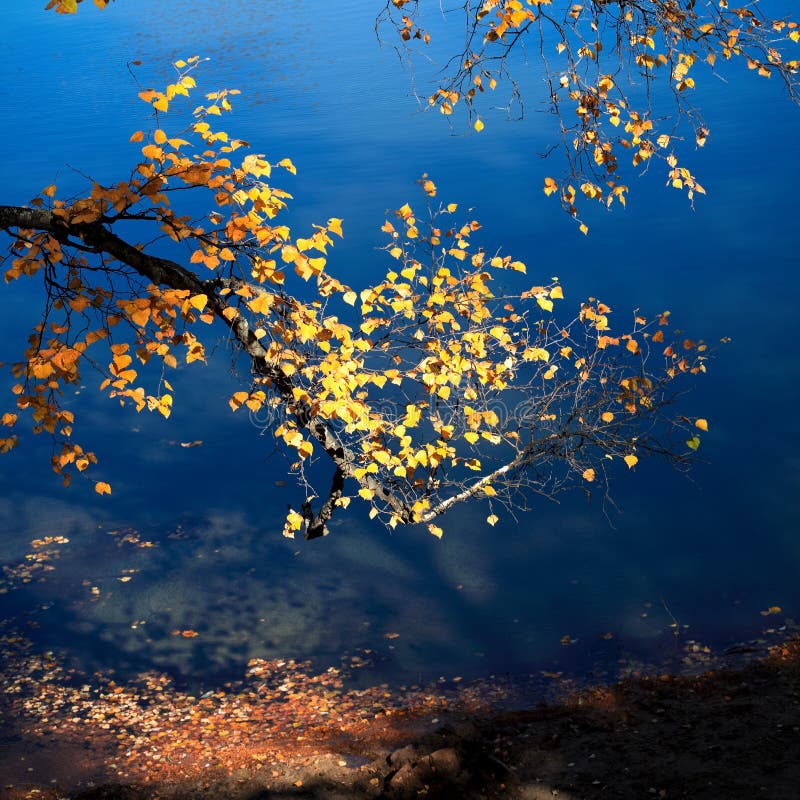 Birch branch in autumn stock image. Image of pond, nature - 21661647