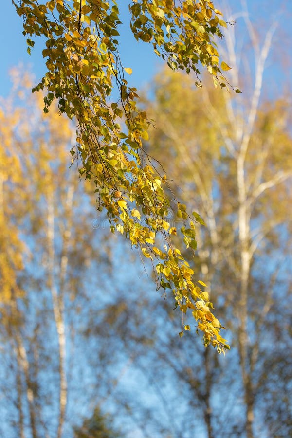 Birch Branch with Autumn Leaves Stock Image - Image of bright, yellow ...