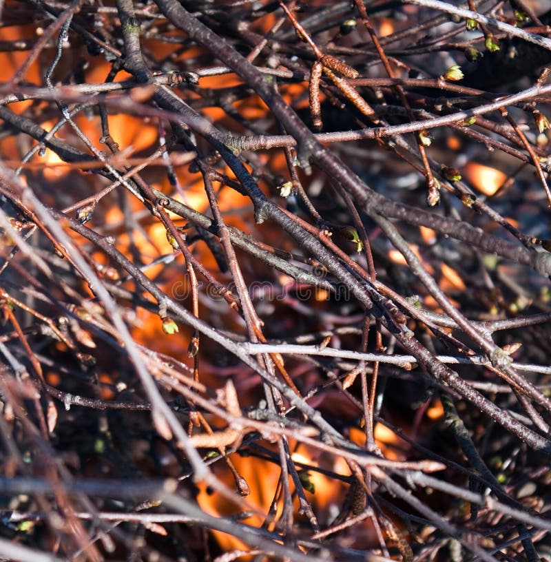 Birch branch in fire stock image. Image of smoke, branches - 18583643