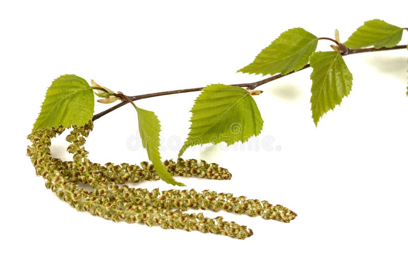 Birch Branch Isolated on a White Background Stock Image - Image of ...