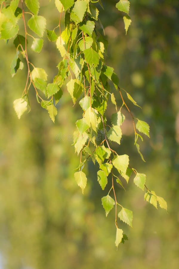 Birch branch in nature stock image. Image of closeup - 103701205