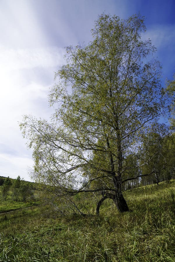 Birch branch on the slope stock image. Image of land - 91106965