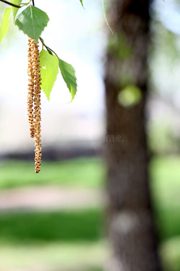 Birch branch stock image. Image of spring, background - 40005663