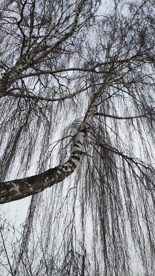 Birch branches texture stock image. Image of birch, branch - 132759071