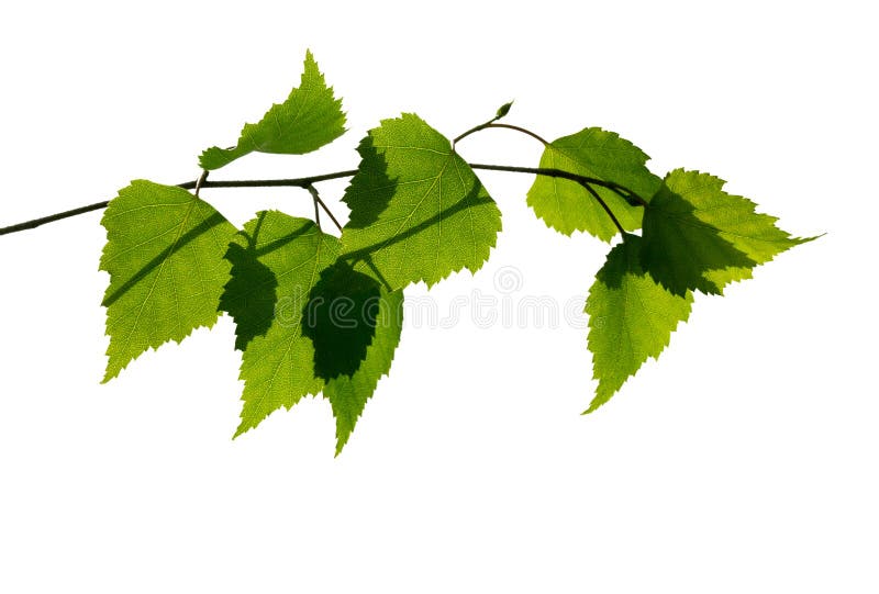 Birch Branch on White Background Stock Image - Image of plant ...