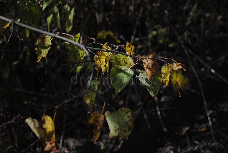 A Birch Branch with Withering Leaves. Stock Photo - Image of beauty ...