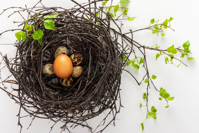 Easter Concept with Birch Branch and Nest with Eggs Stock Photo - Image ...
